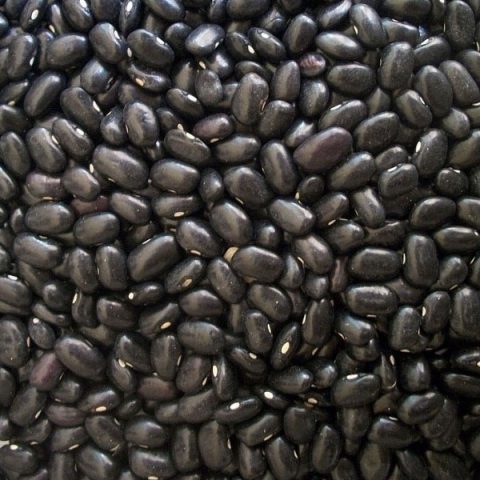 EL MEJOR POROTO NEGRO DE CHILE | Los Granos
